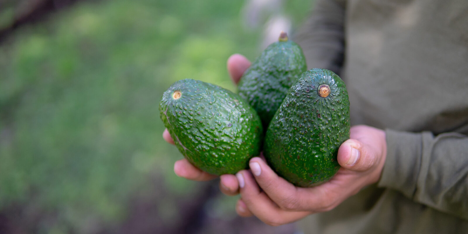 Villa Avocado – Villa Avocado