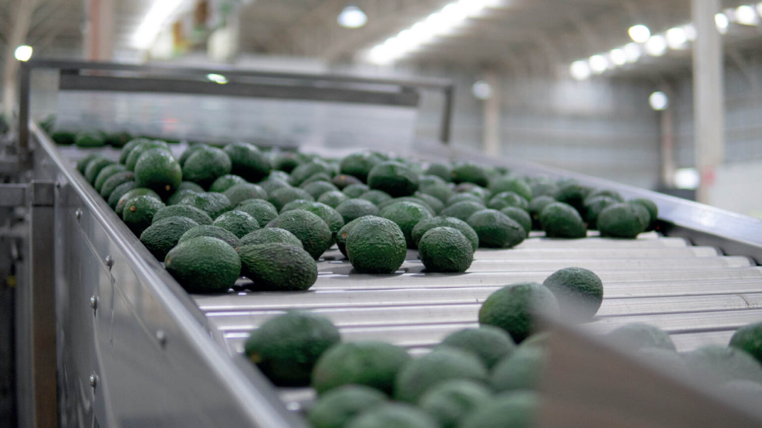 Empleos – Villa Avocado